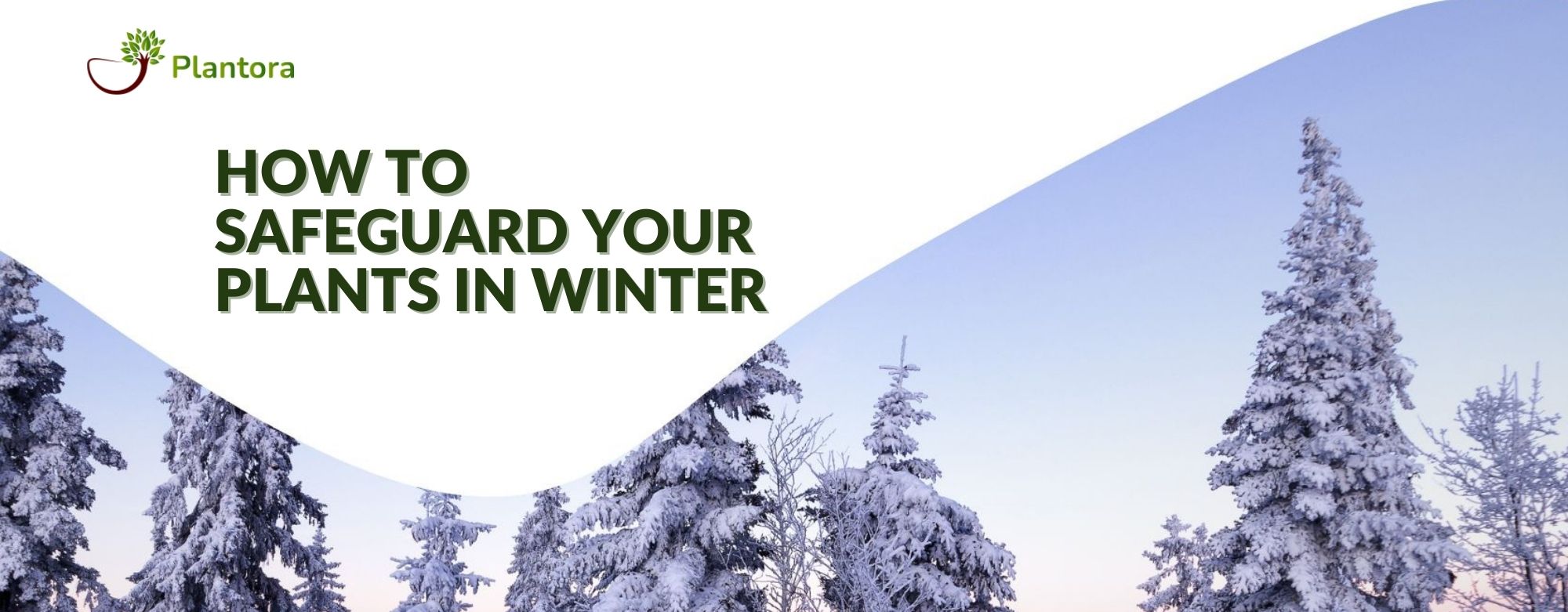 How to safeguard your plants in winters ( Winter plant protection)