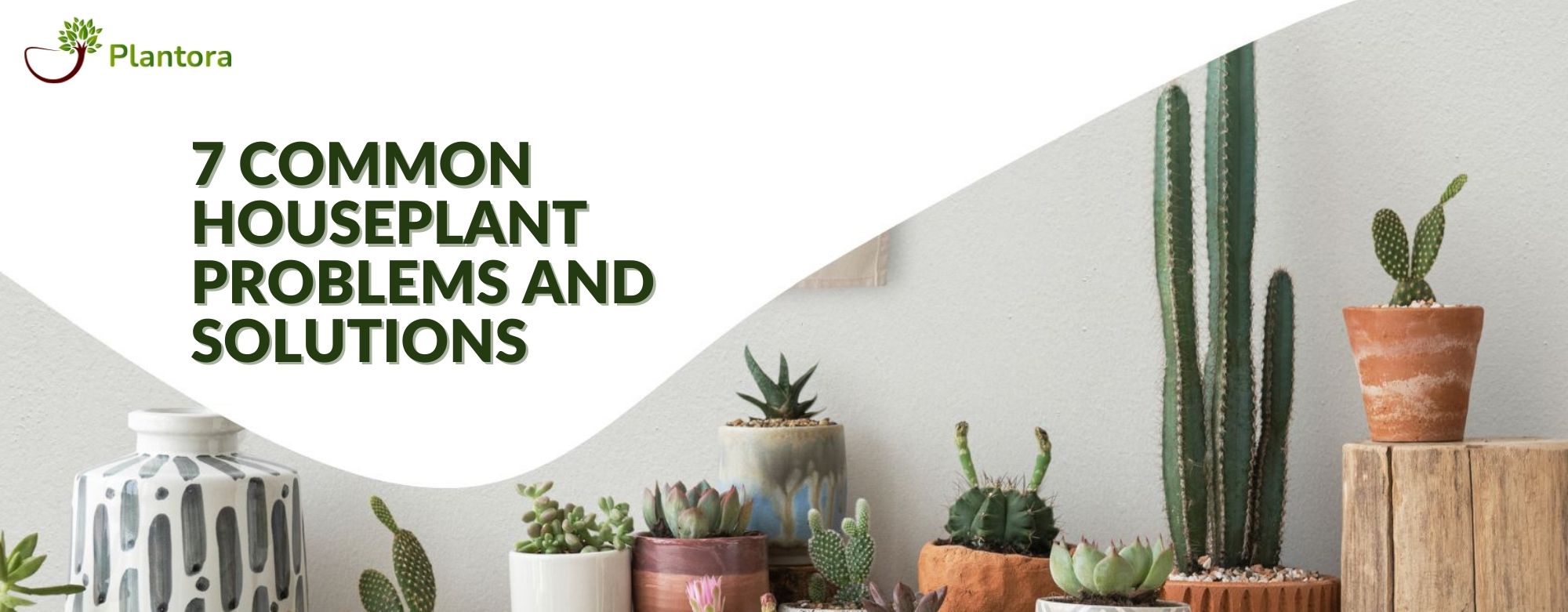 7 Common Houseplant Problems and Solutions