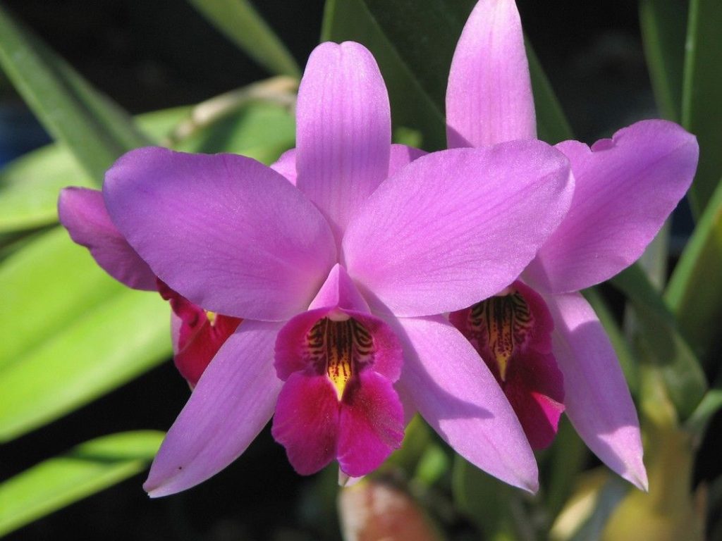 Orchid Plants: A Complete Care Guide to Grow Orchids - Plantora
