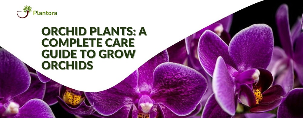 Orchid Plants: A Complete Care Guide to Grow Orchids - Plantora