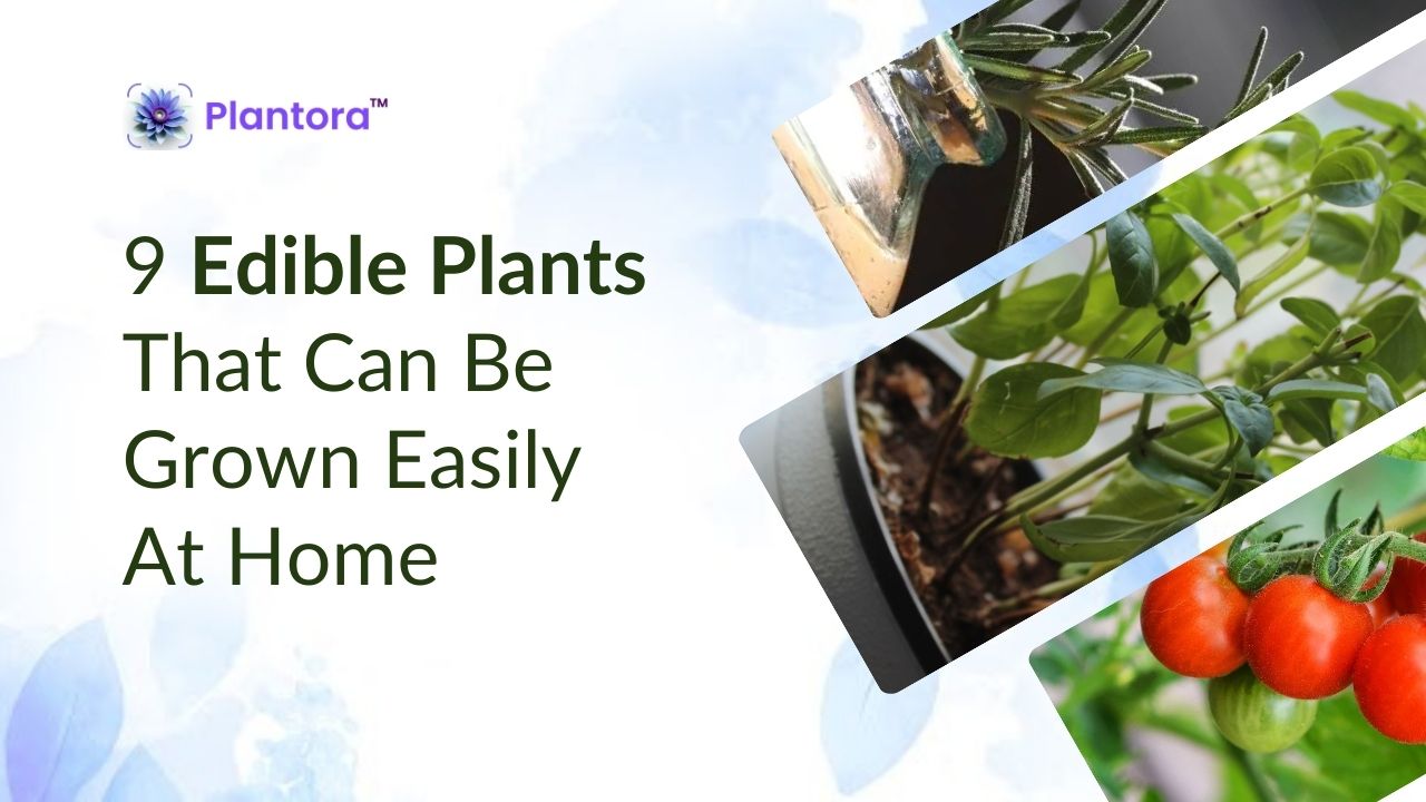 9 Edible Plants That Can Be Grown Easily At Home - Plantora