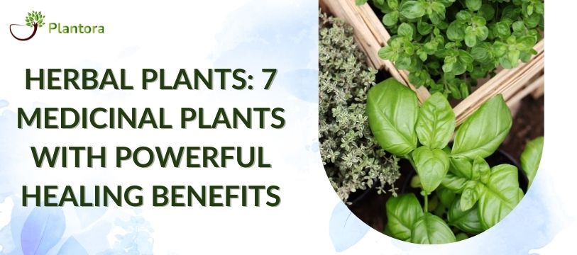 Herbal Plants: 7 Medicinal Plants With Powerful Healing Benefits - Plantora