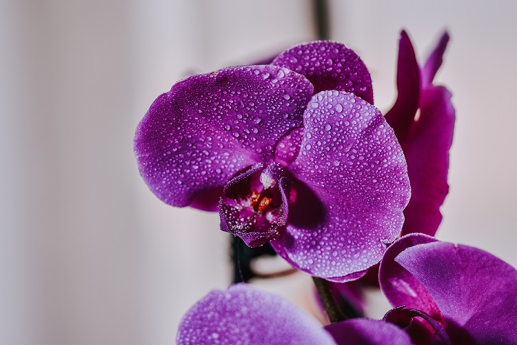 Orchid Plants: A Complete Care Guide to Grow Orchids - Plantora