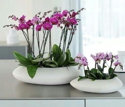 Orchid Plants: A Complete Care Guide to Grow Orchids - Plantora