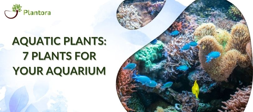 Aquatic Plants: 7 Plants For Your Aquarium - Plantora