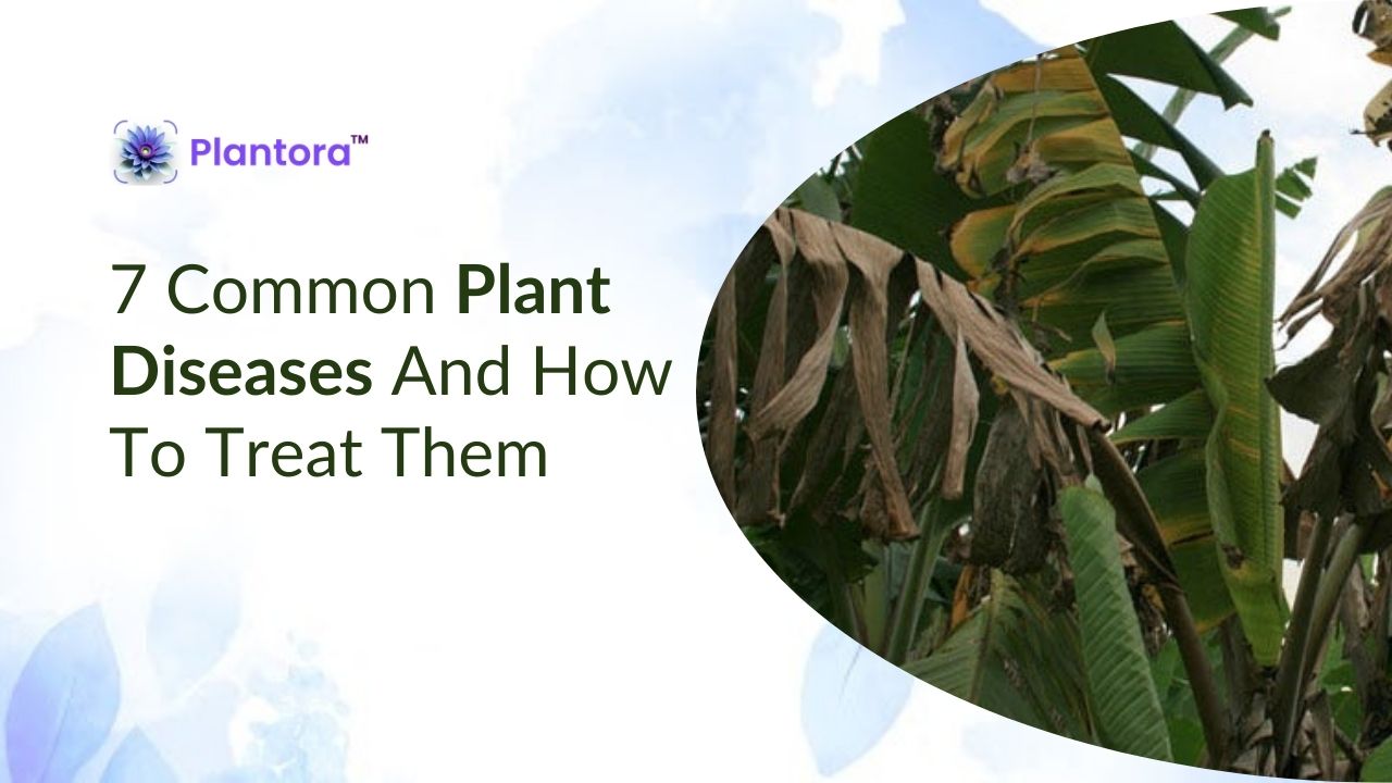 7 Common Plant Diseases And How To Treat Them