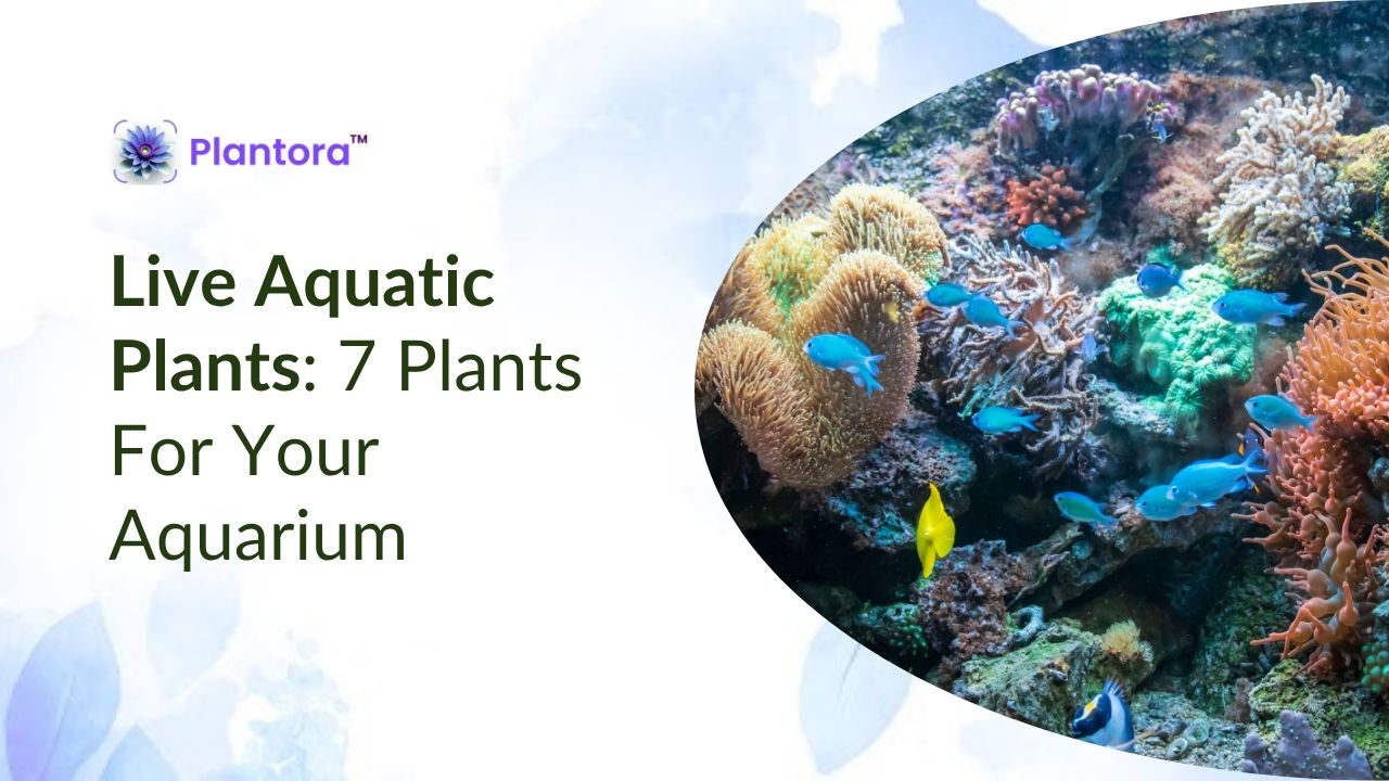 Aquatic Plants: 7 Plants For Your Aquarium - Plantora