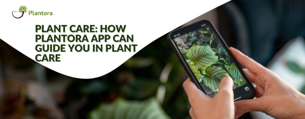 Orchid Plants: A Complete Care Guide to Grow Orchids - Plantora