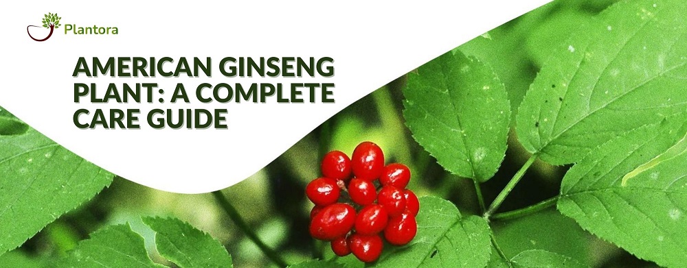 American Ginseng Plant: A Complete Care Guide - Plantora
