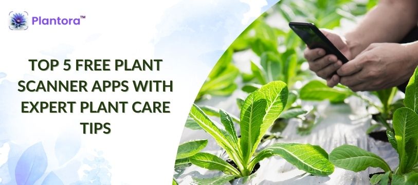Top 5 Free Plant Scanner Apps With Expert Plant Care Tips