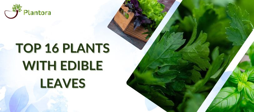Top 16 Plants With Edible Leaves - Plantora