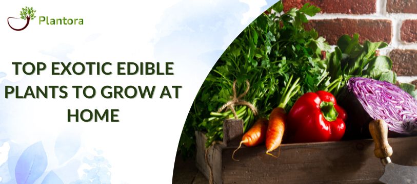 Top Exotic Edible Plants To Grow At Home