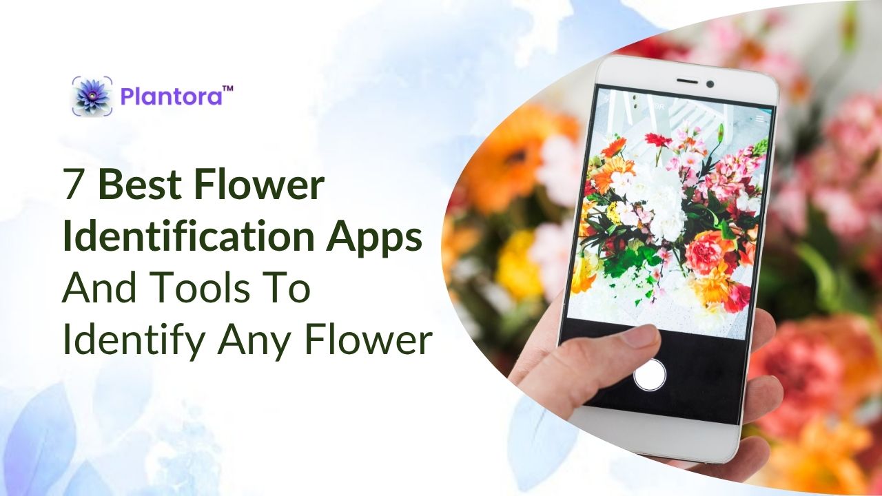 7 Best Flower Identification Apps And Tools To Identify Any Flower - Plantora