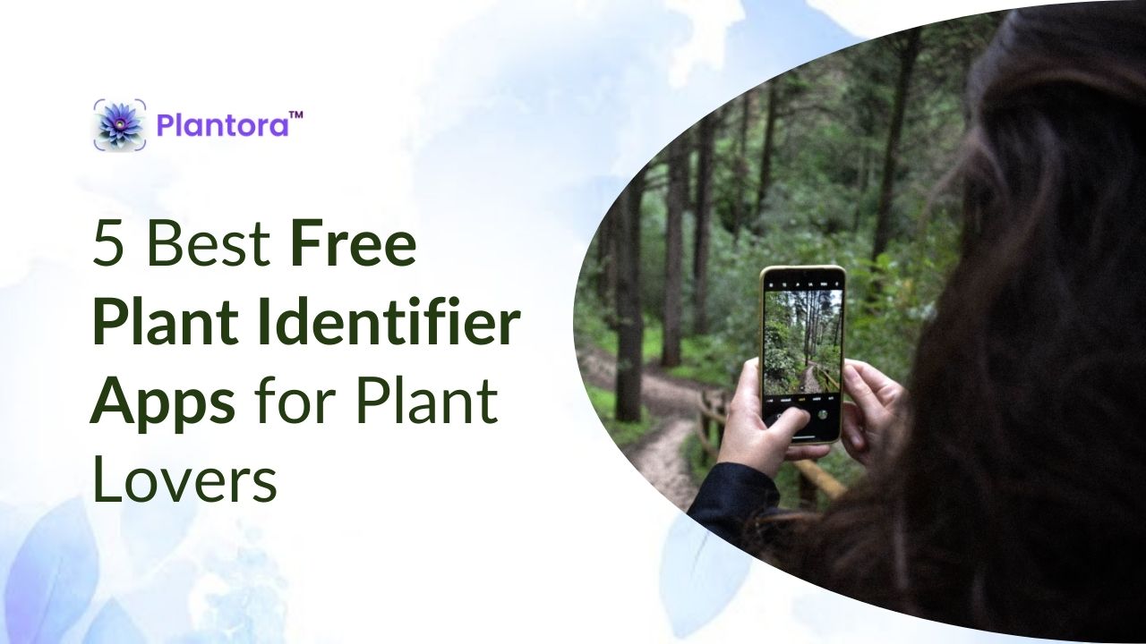 Best Free Plant Identifier App for Plant Lovers - Plantora