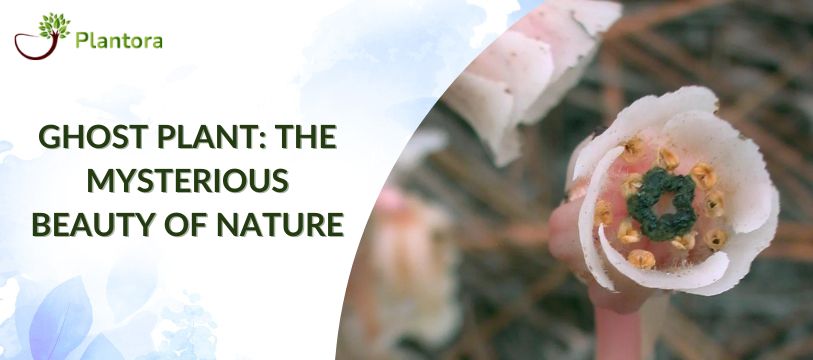 Ghost Plant: The Mysterious Beauty of Nature - Plantora
