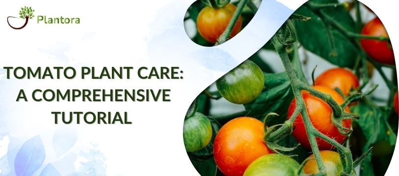 Tomato Plants Care: A Comprehensive Tutorial - Plantora