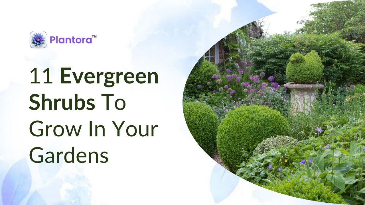 Evergreen Shrubs To Grow For Your Gardens - Plantora