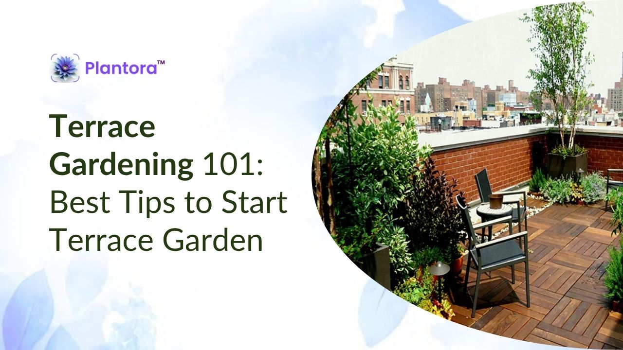 Terrace Gardening 101: Best Tips to Start Terrace Garden