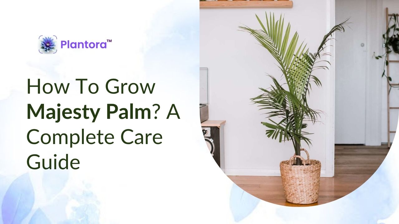 Majesty Palm Care: A Complete Guide - Plantora