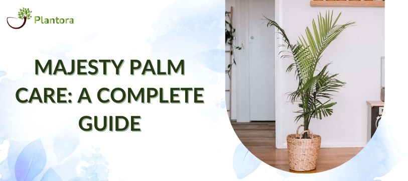 Majesty Palm Care: A Complete Guide - Plantora