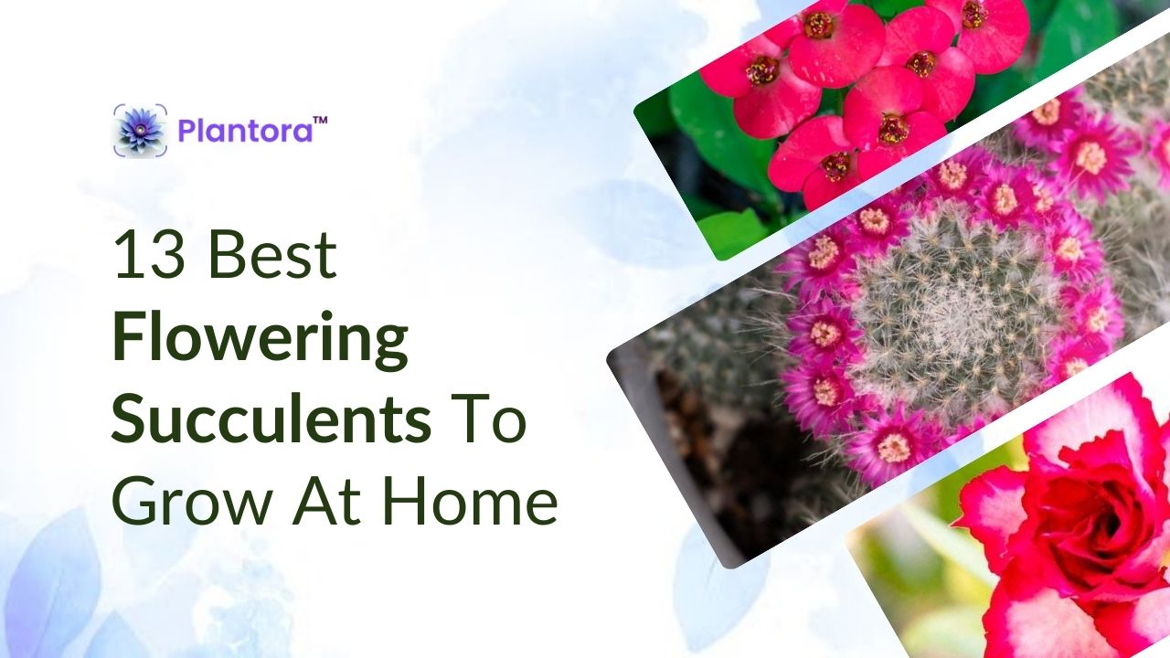 13 Best Flowering Succulents To Grow At Home - Plantora