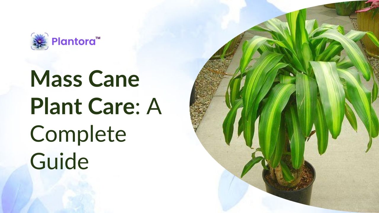 Mass Cane Plant Care: A Complete Guide - Plantora