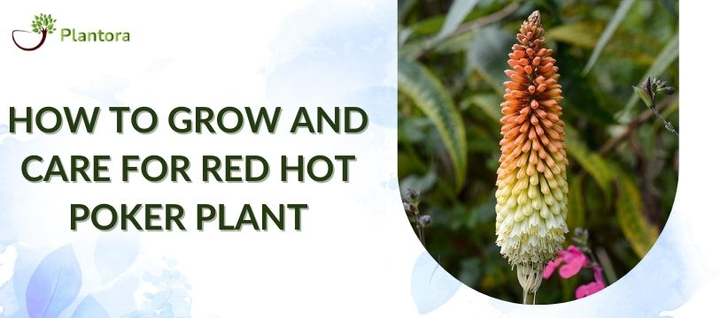 How To Grow And Care For Red Hot Poker Plant - Plantora