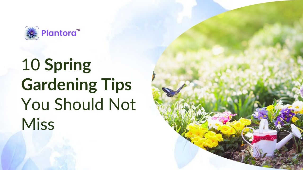10 Spring Gardening Tips For A Healthy Garden - Plantora