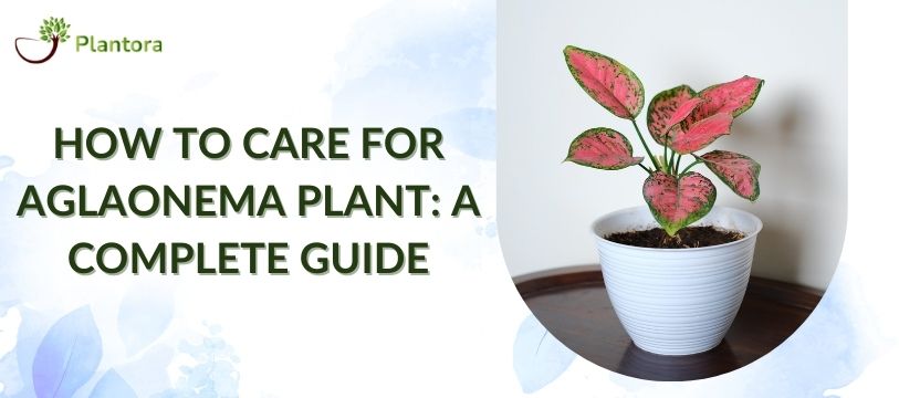 How To Care For Aglaonema Plant: A Complete Guide - Plantora