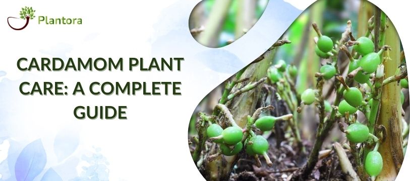 Cardamom Plant Care: A Complete Guide - Plantora