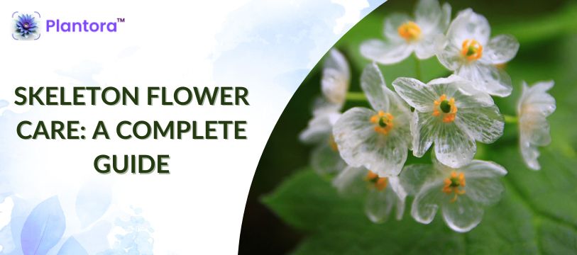 Skeleton Flower Care: A Complete Guide - Plantora
