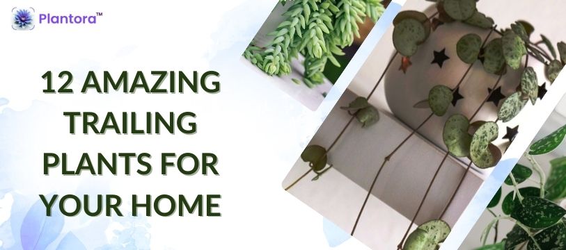 12 Amazing Trailing Plants For Your Home - Plantora