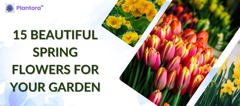 15 Beautiful Spring Flowers For Your Garden - Plantora