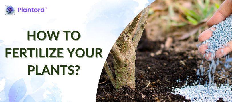 How To Fertilize Your Plant - Plantora