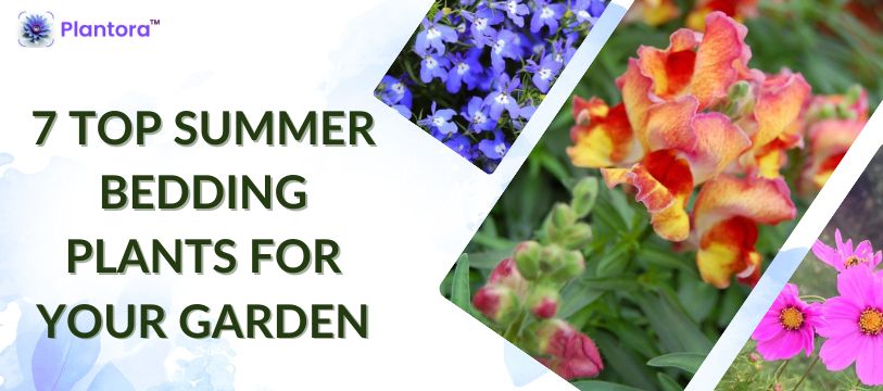 7 Top Summer Bedding Plants For Your Garden - Plantora
