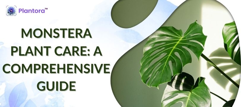 Monstera Plant Care: A Comprehensive Guide - Plantora