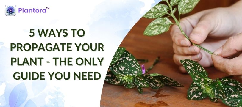5 Ways To Propagate Your Plant - The Only Guide You Need - Plantora