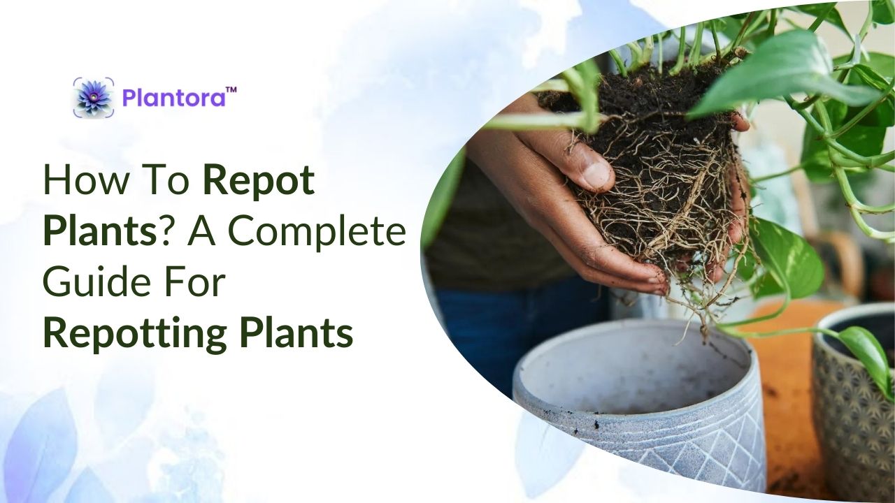 How To Repot Plants? A Complete Guide For Repotting Plants - Plantora