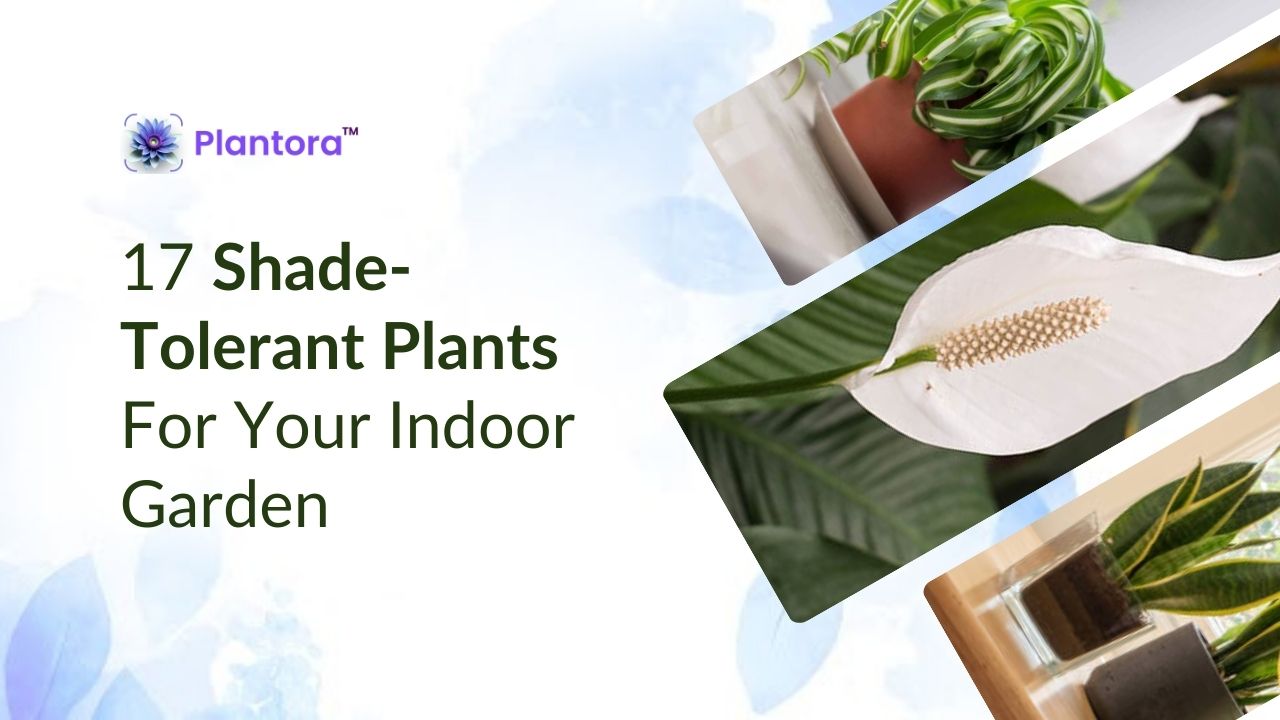 15 Shade-Tolerant Plants For Your Indoor Garden - Plantora