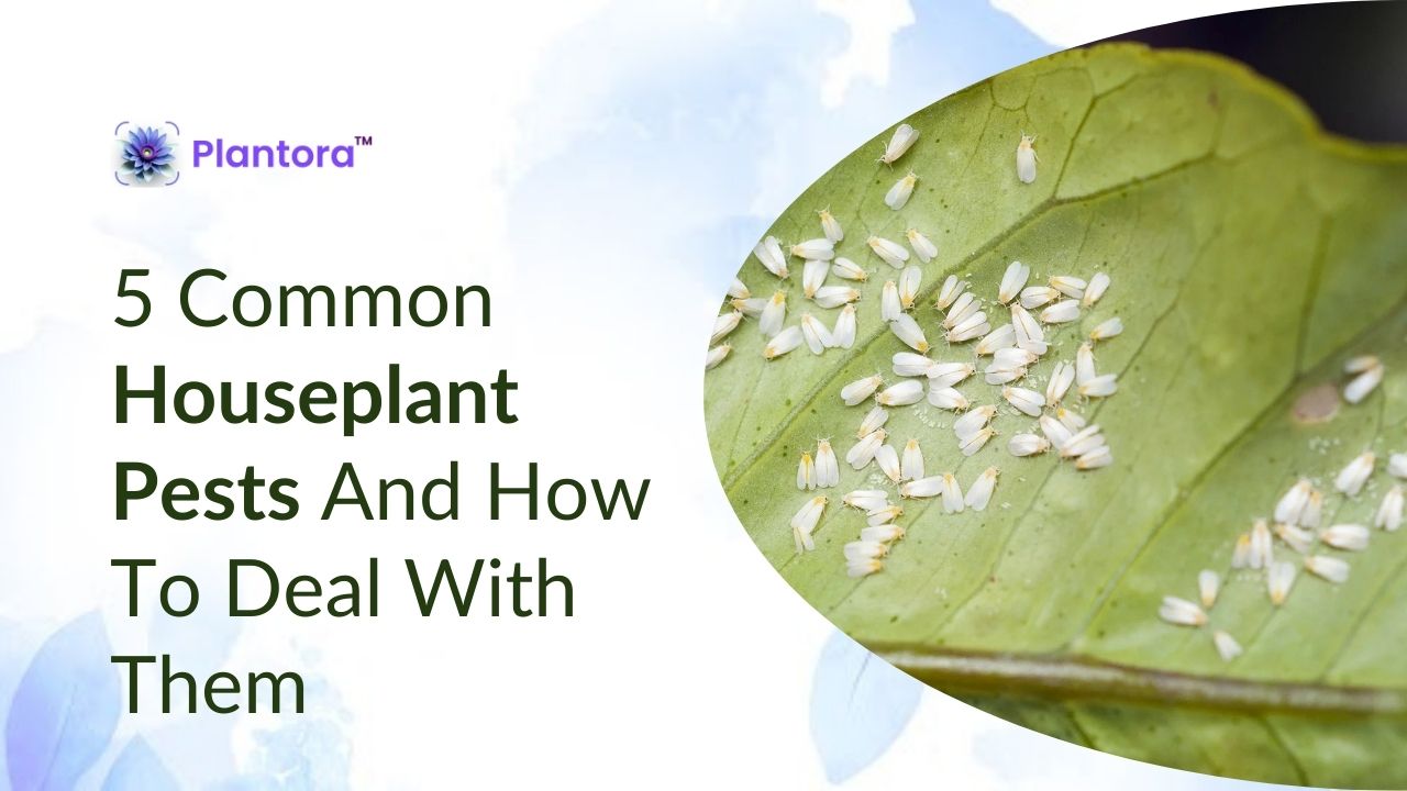 5 Common Houseplant Pests And How To Deal With Them - Plantora