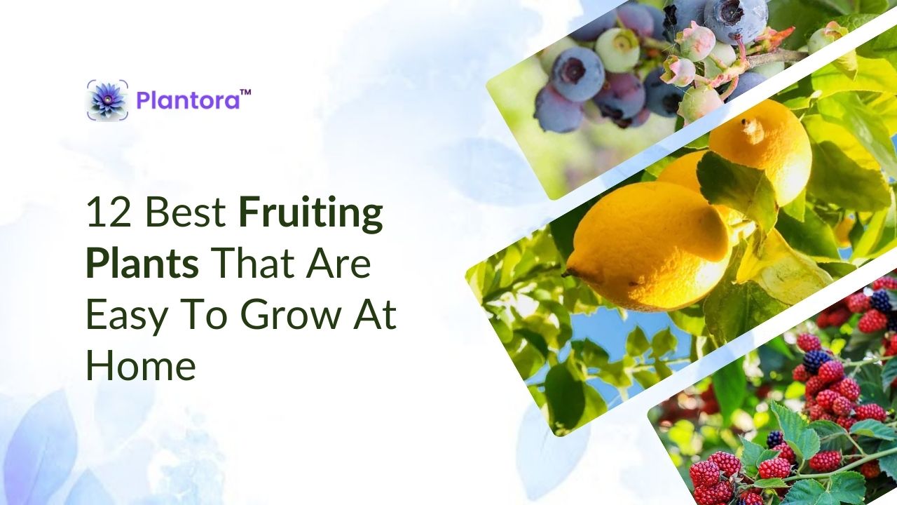 12 Best Fruiting Plants That Are Easy To Grow At Home - Plantora