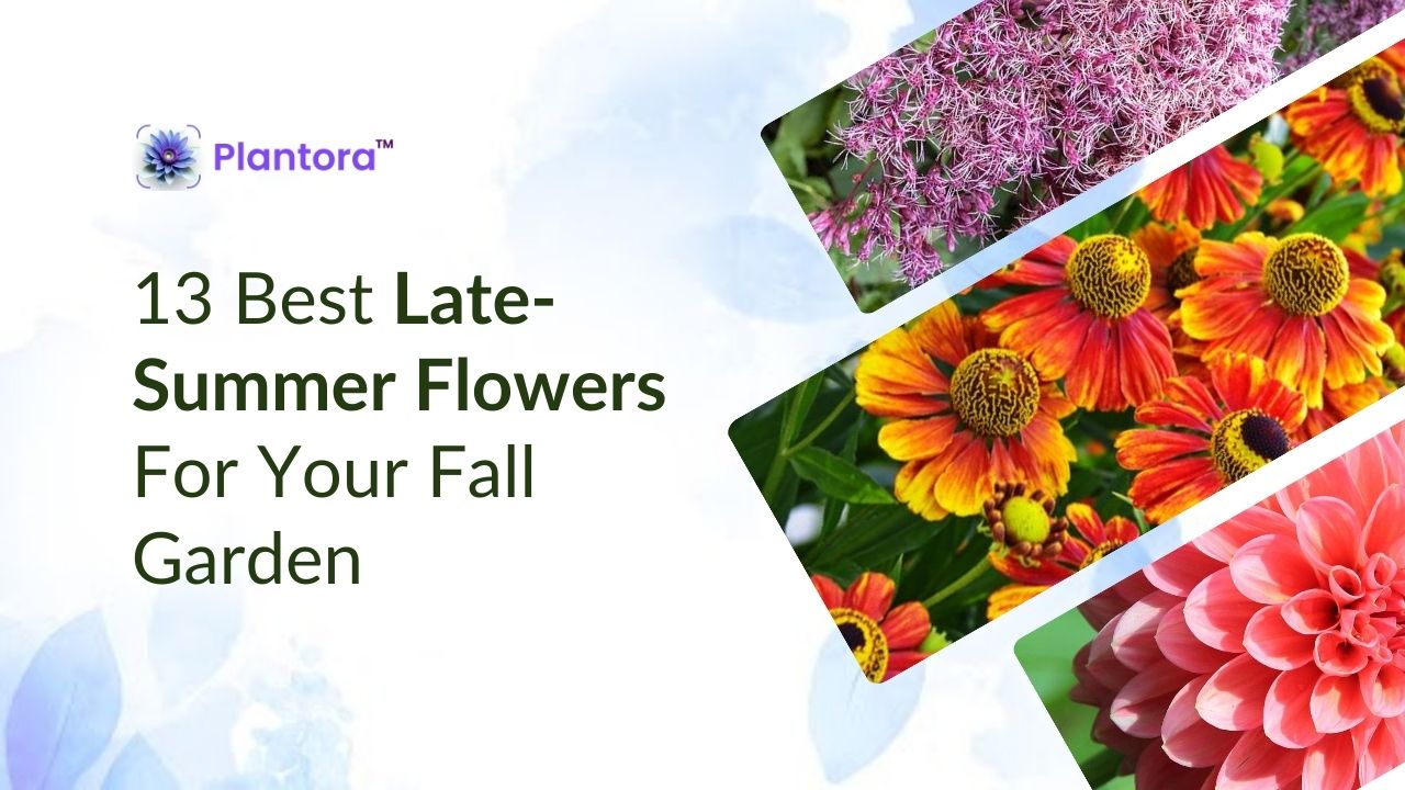 13 Best Late-Summer Flowers For Your Fall Garden - Plantora