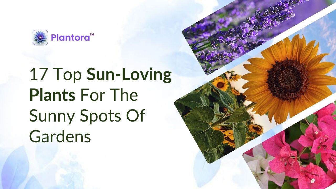 17 Top Sun-Loving Plants For The Sunny Spots Of Gardens - Plantora
