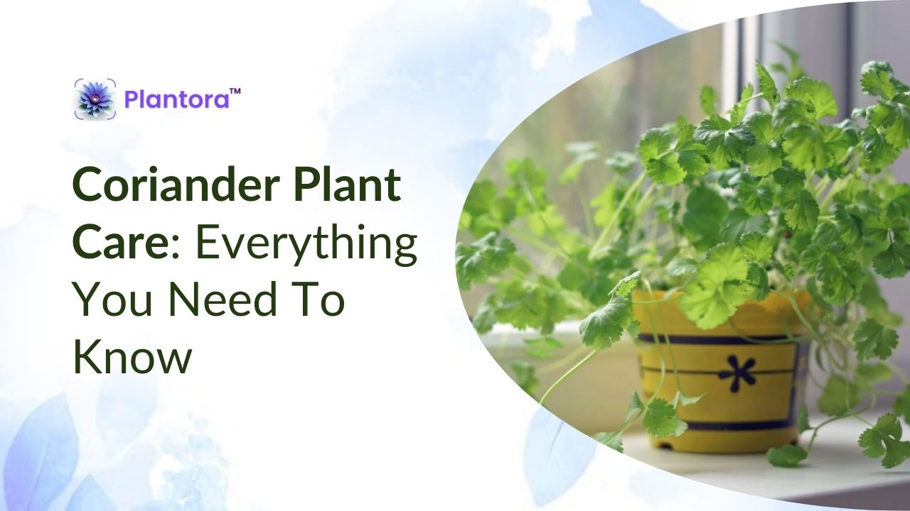 Coriander Plant Care: Everything You Need To Know - Plantora