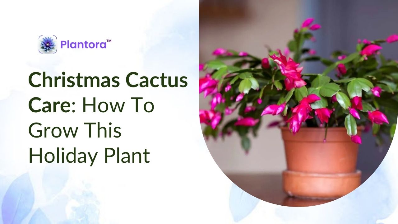Christmas Cactus Care: How To Grow This Holiday Plant - Plantora