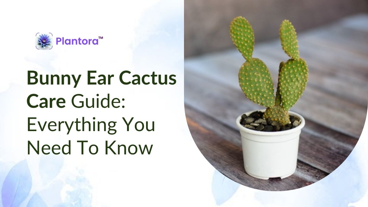 Bunny Ear Cactus Care Guide: Everything You Need To Know - Plantora