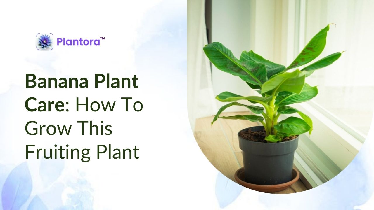 Banana Plant Care: How To Grow This Fruiting Plant - Plantora