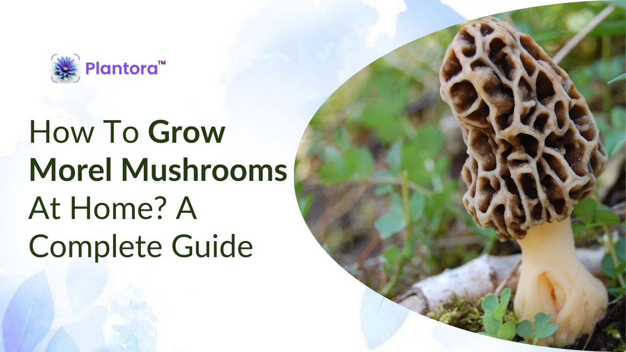 How To Grow Morel Mushrooms At Home? A Complete Guide - Plantora