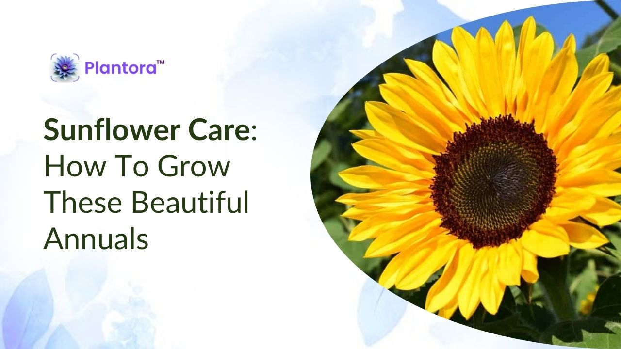 Sunflower Care: How To Grow These Beautiful Annuals - Plantora