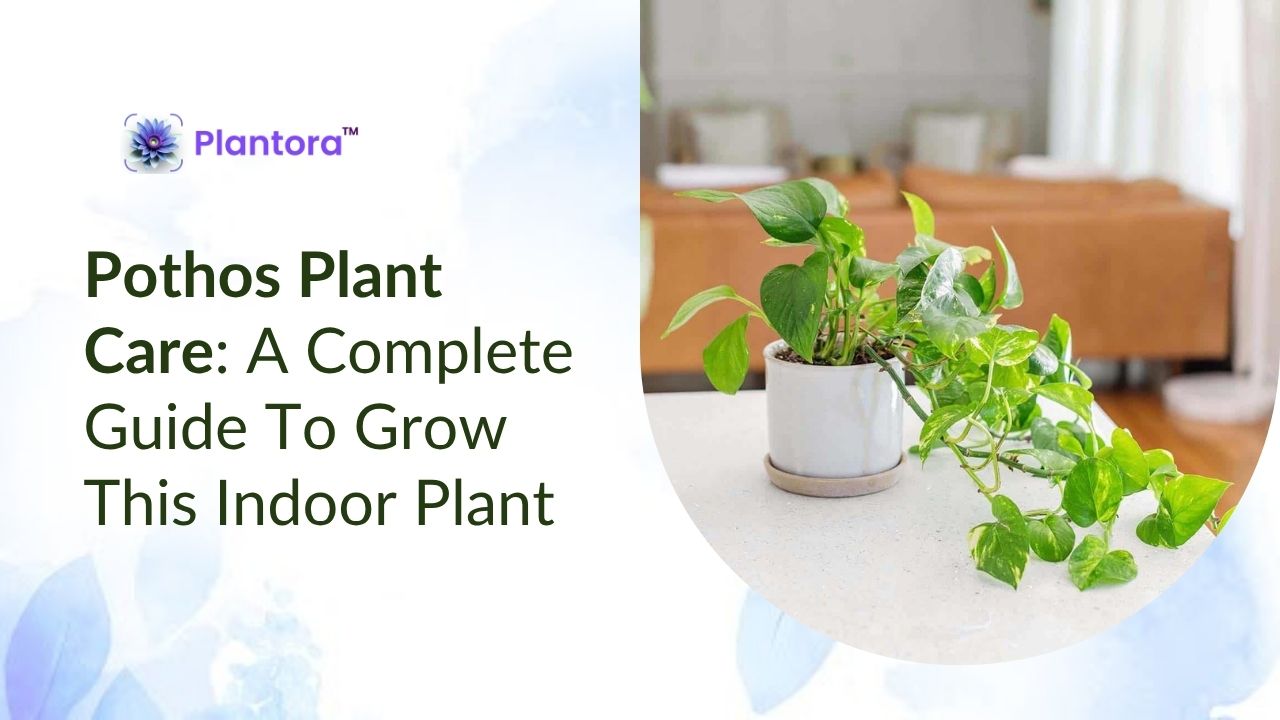 Pothos Plant Care: A Complete Guide To Grow This Indoor Plant - Plantora